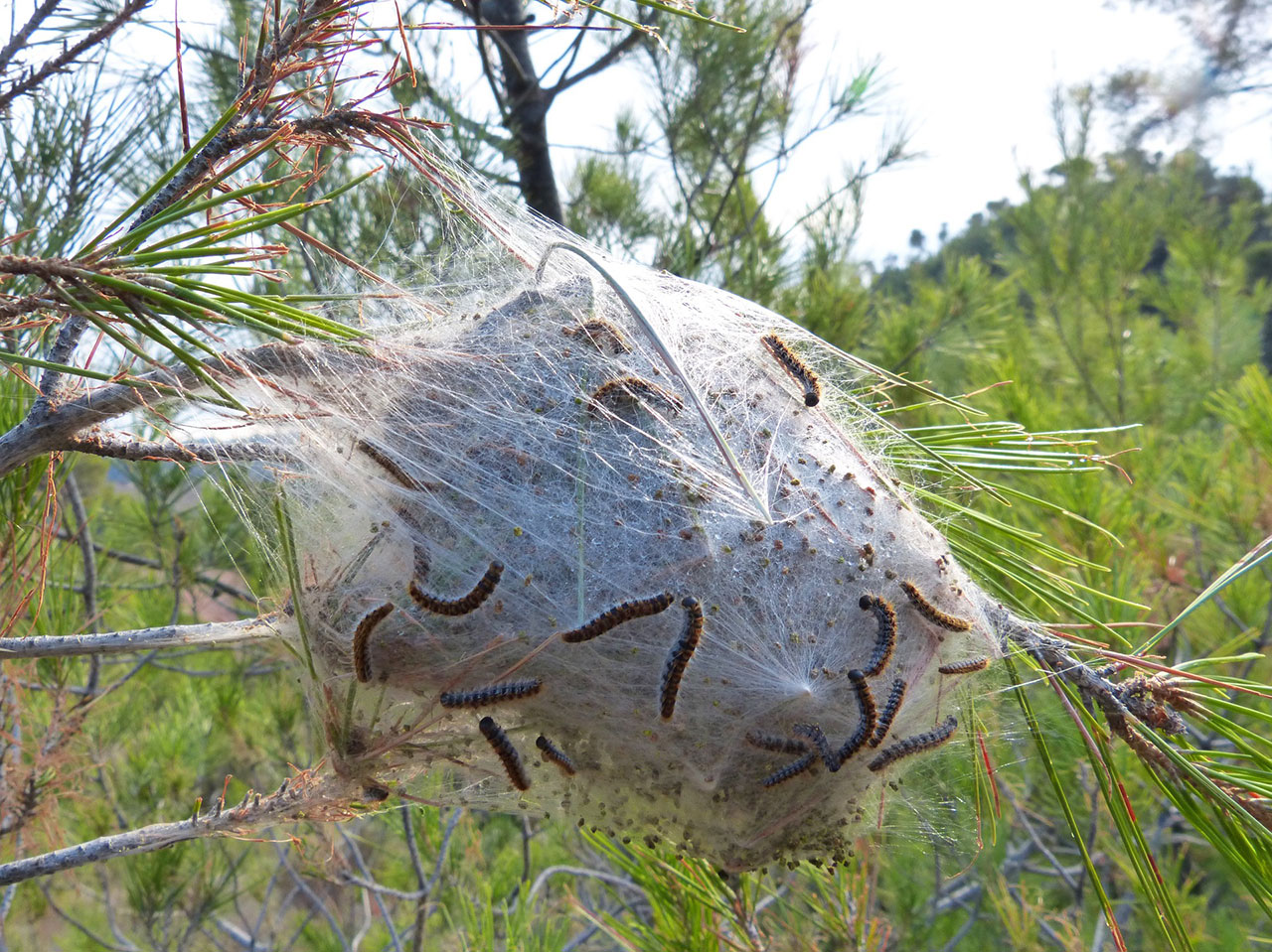 La processionnaire du pin - Colibri Paysage